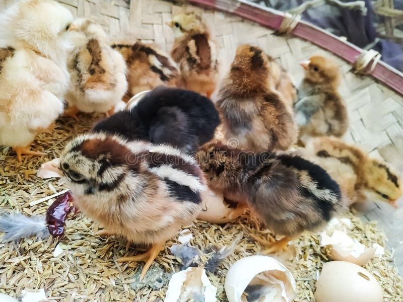 Chicken with Small Chickens in a Hay in the Basket Stock Photo - Image ...