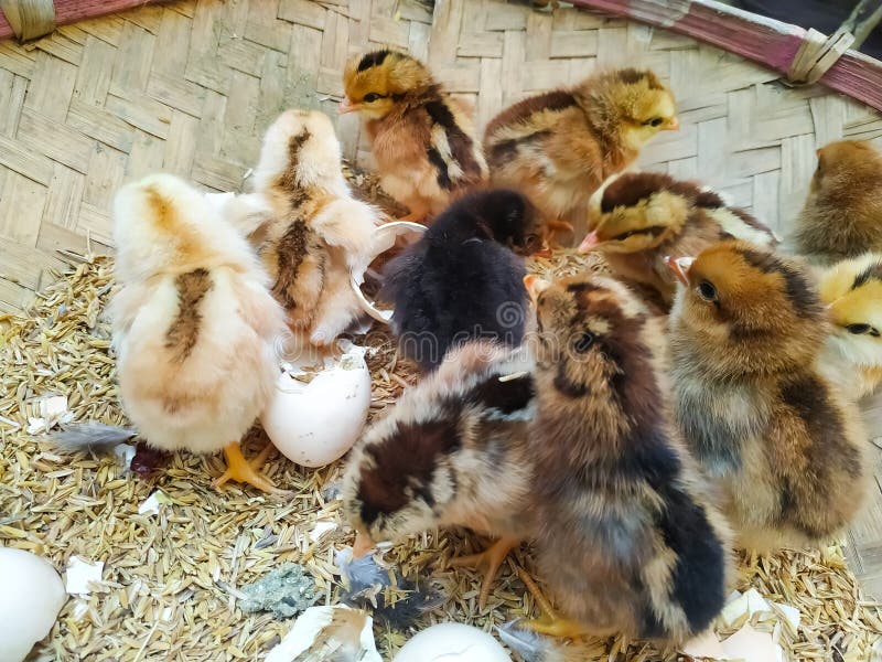 Chicken with Small Chickens in a Hay in the Basket Stock Image - Image ...