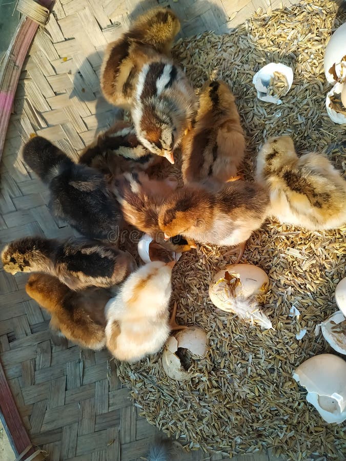 Chicken with Small Chickens in a Hay in the Basket Stock Image - Image ...