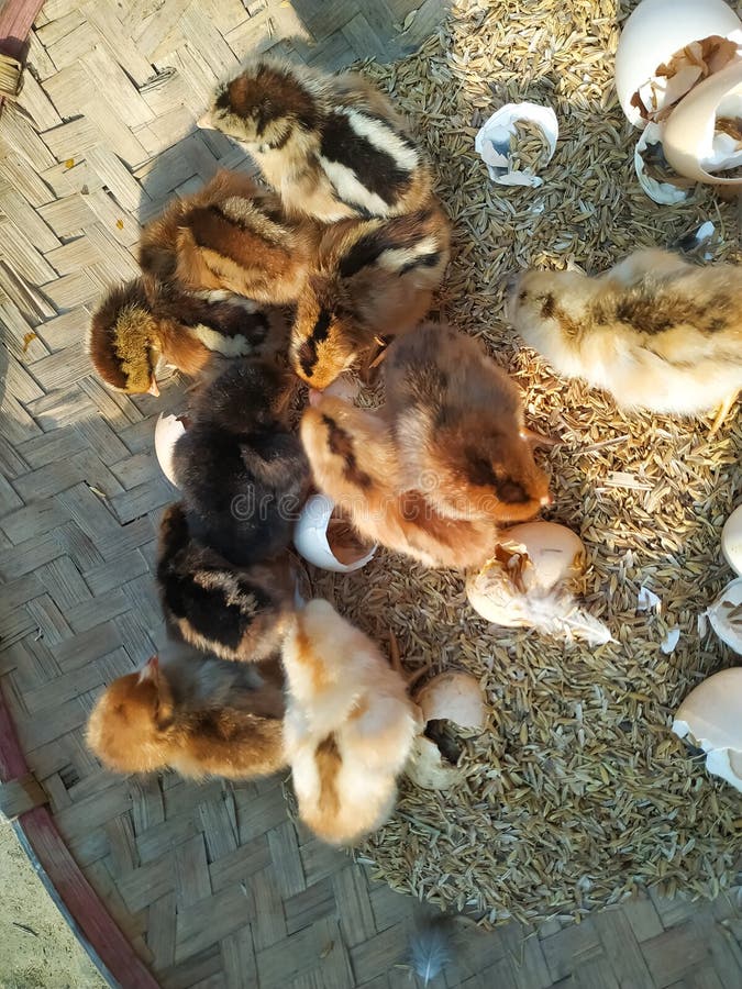 Chicken with Small Chickens in a Hay in the Basket Stock Photo - Image ...