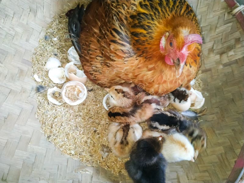 Chicken with Small Chickens in a Hay in the Basket Stock Photo - Image ...