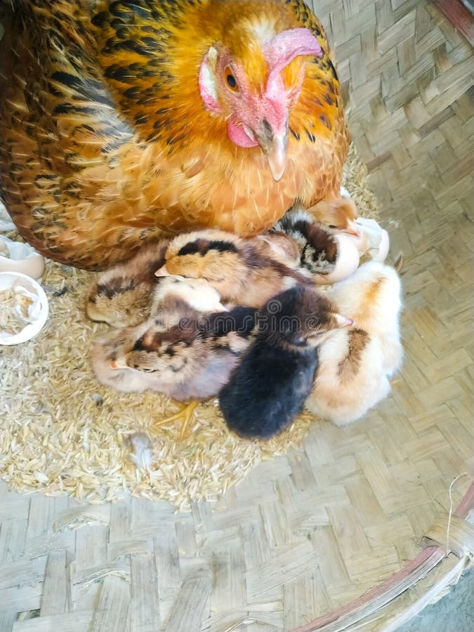 Chicken with Small Chickens in a Hay in the Basket Stock Image - Image ...