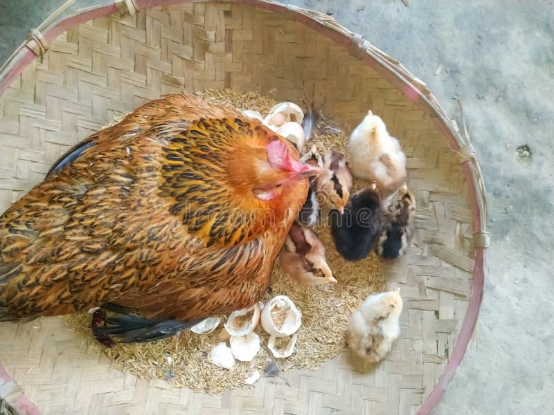 Chicken with Small Chickens in a Hay in the Basket Stock Photo - Image ...
