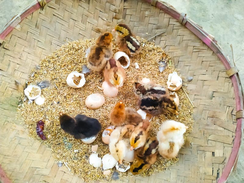 Chicken with Small Chickens in a Hay in the Basket Stock Image - Image ...