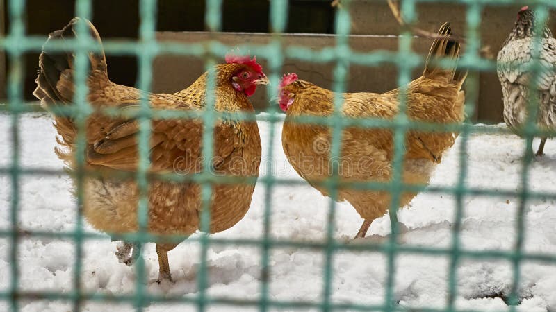 Chicken in the Snow in the Chicken Coop Stock Image - Image of farm ...