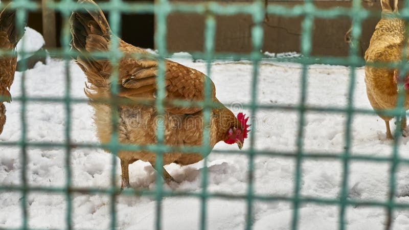 Chicken in the Snow in the Chicken Coop Stock Image - Image of ...