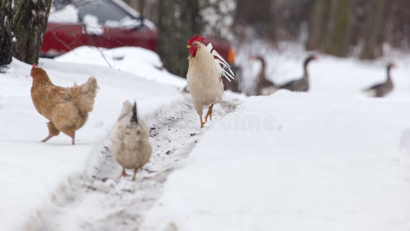 Chicken in the Snow on the Nature Stock Photo - Image of meat, nature ...