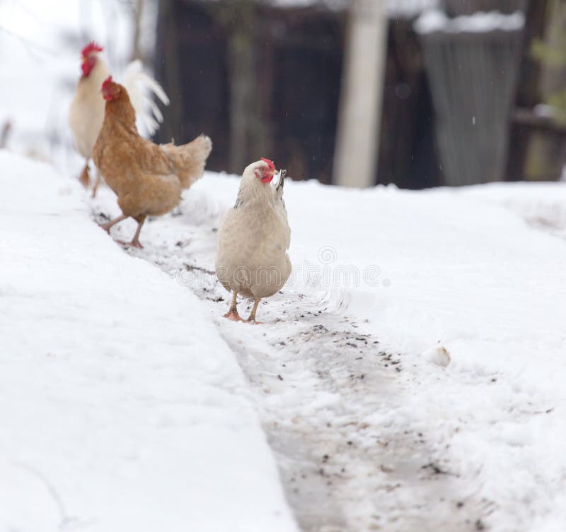 Chicken in the Snow on the Nature Stock Image - Image of rooster, rural ...