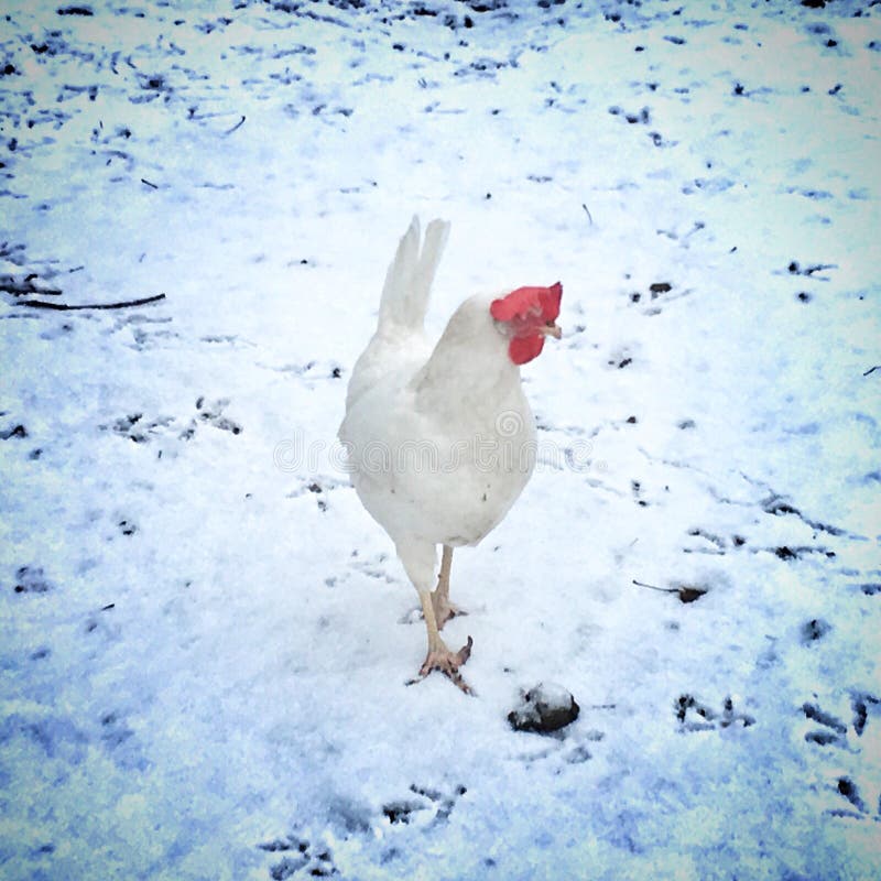 Chicken in the snow stock image. Image of legs, snow - 86426383