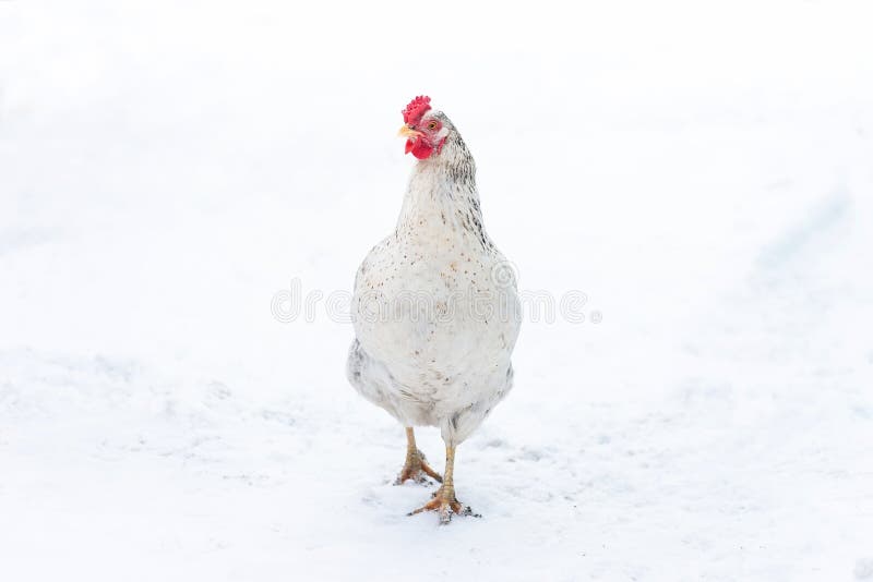 Chicken in the Snow in Winter Stock Photo - Image of outdoors, closeup ...