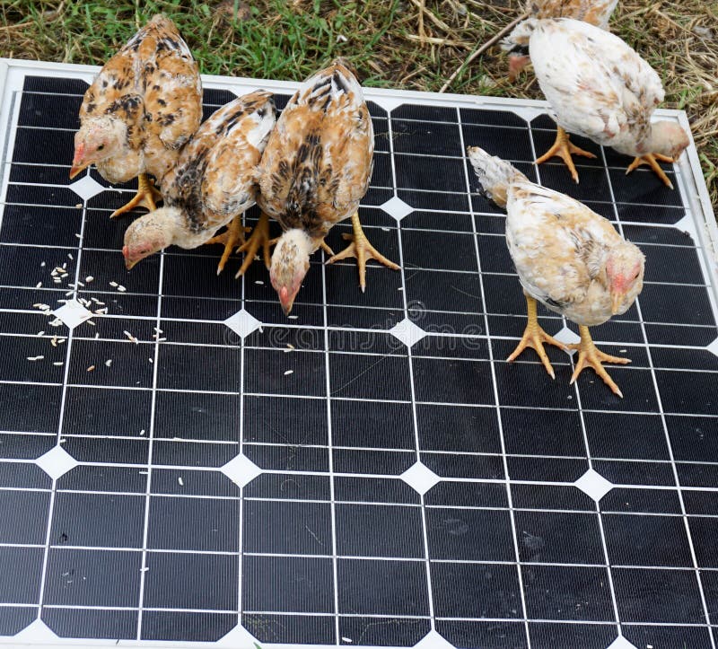Chicken on Solar Cells stock photo. Image of farm, nature - 97207174