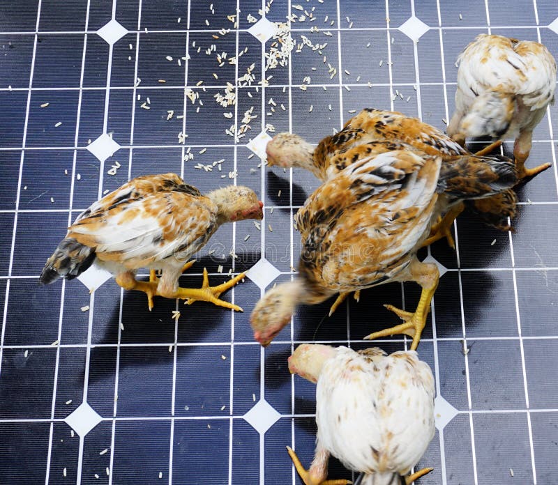 Chicken on Solar Cells stock photo. Image of farm, nature - 97207174
