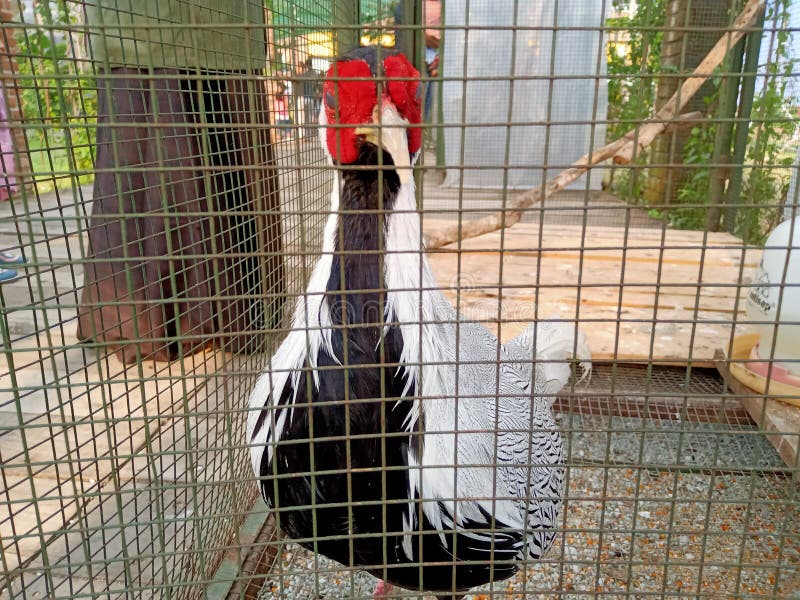 Chicken in square stock image. Image of chicken, backyard - 203542497