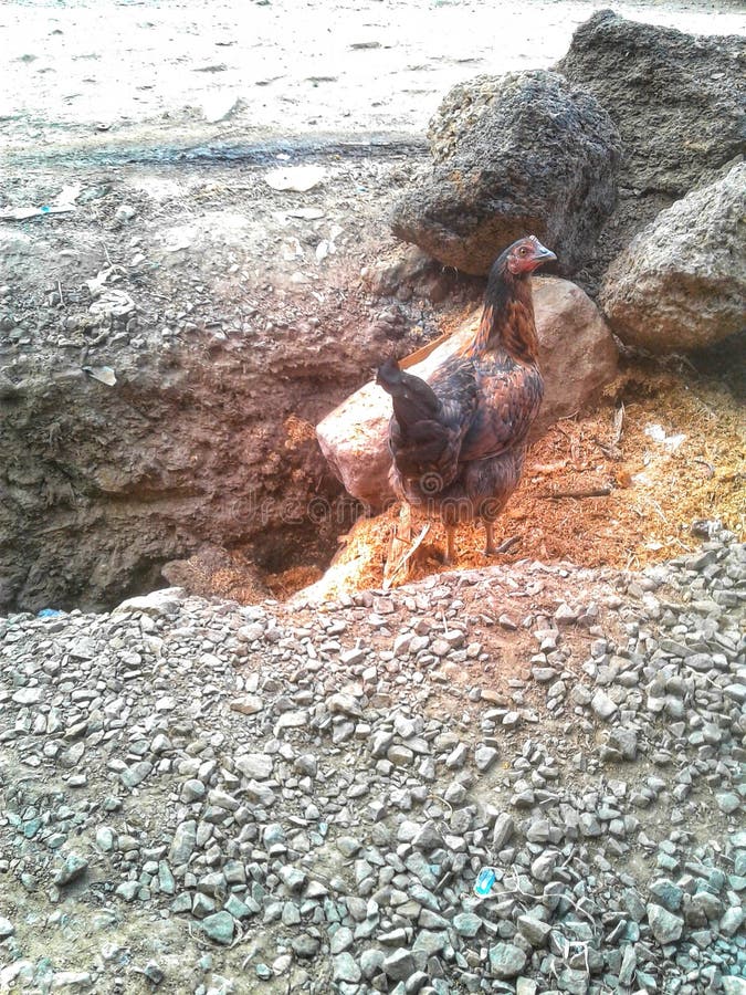 Chicken on Stand Still Surprised on Photo Shooting Ditch and Rocks on ...