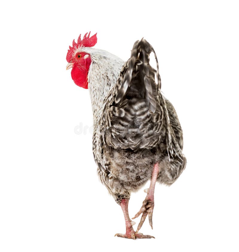 272 Chicken Rear Stock Photos - Free & Royalty-Free Stock Photos from ...