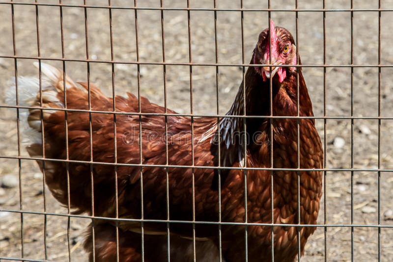 Chicken Standing Behind Wired Fence Outdoor Stock Image - Image of ...