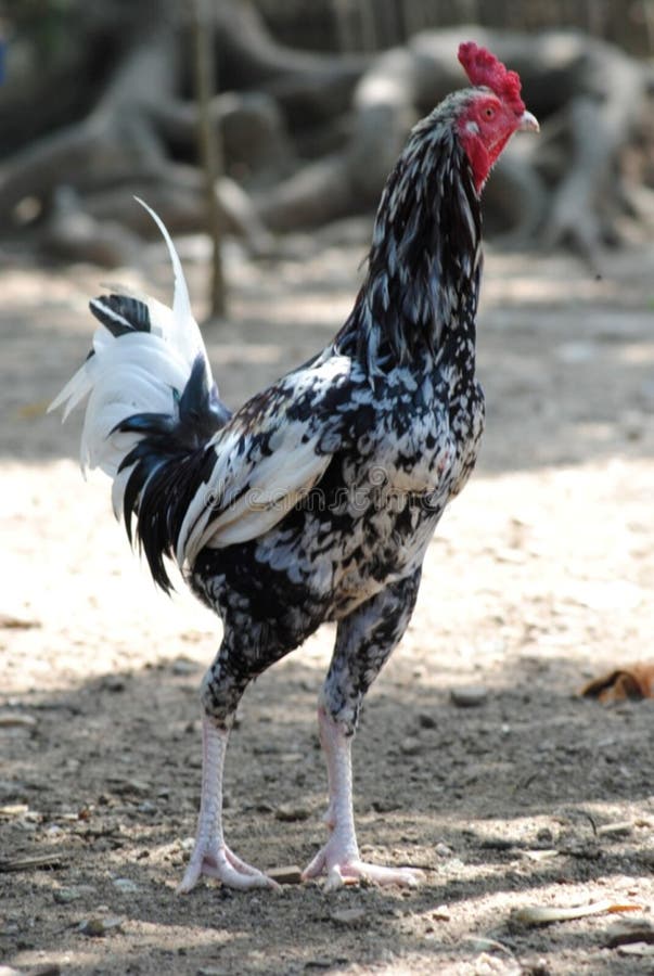 A Chicken is Standing in the Garden Alone Stock Image - Image of cihen ...