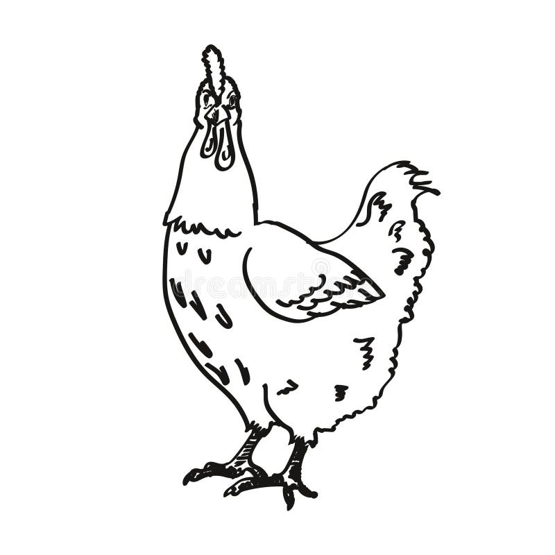 Chicken Standing Hand Drawing Stock Vector - Illustration of funny ...