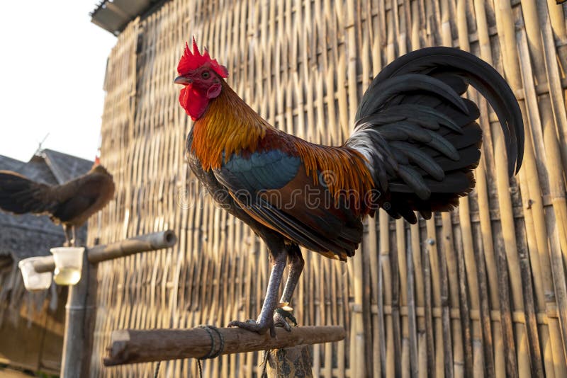 Chicken standing on a log. stock image. Image of nature - 183951155