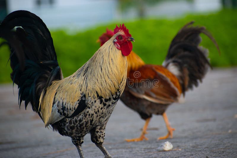 Chicken Standing and Looking Around Stock Photo - Image of beak ...
