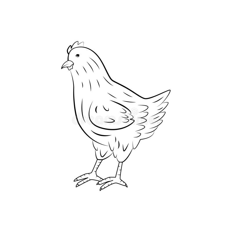 Chicken Standing Side View, Hand Drawn Illustration Stock Vector ...