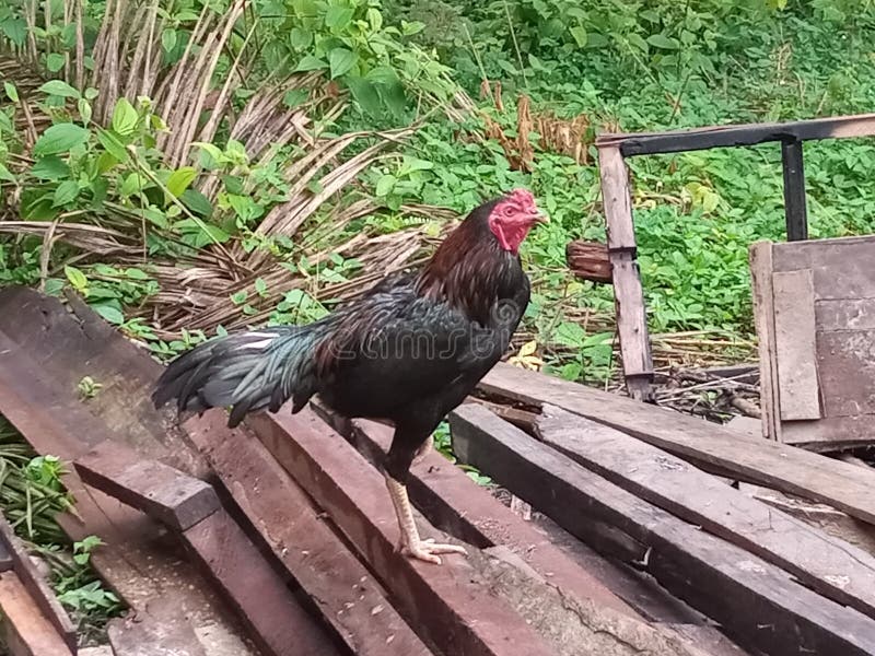 Chicken Standing Up One Foot on the Tree Stock Image - Image of tree ...
