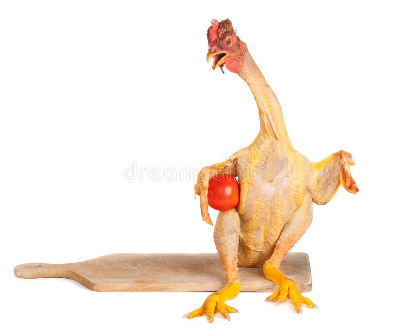 Chicken standing on white stock photo. Image of market - 13089000