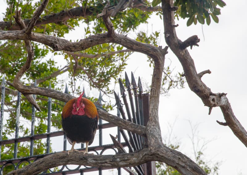 A Chicken Stands on the Tree Stock Photo - Image of leaf, farm: 114216352