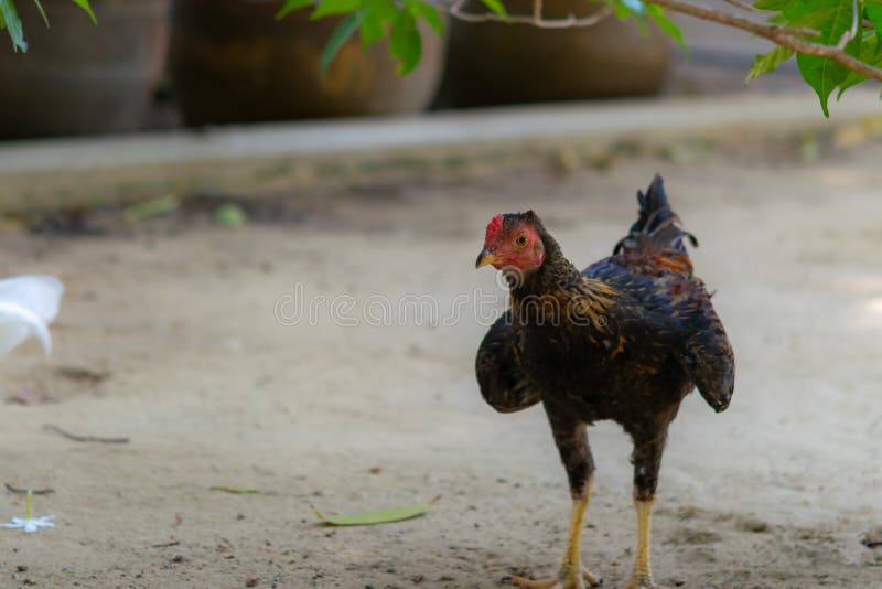 A Chicken Stands Under the Shade of Tree Stock Image - Image of fowl ...