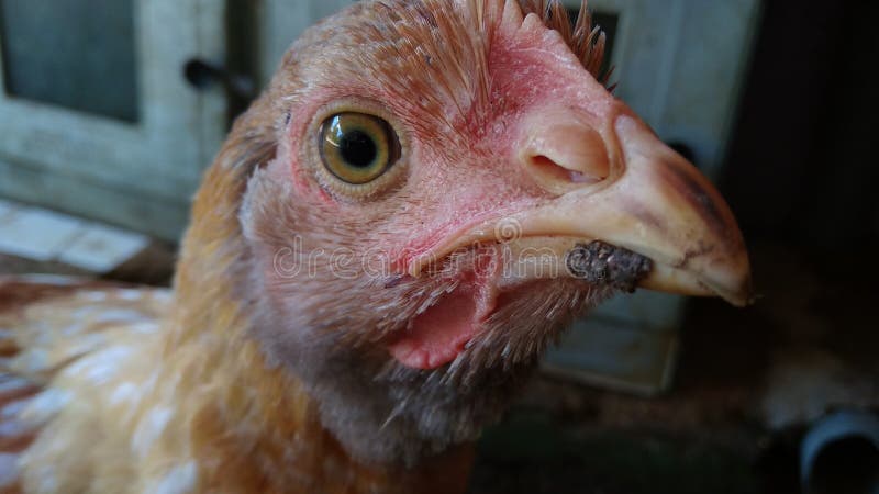 Chicken Staring with a Very Sharp View Stock Photo - Image of fowl ...