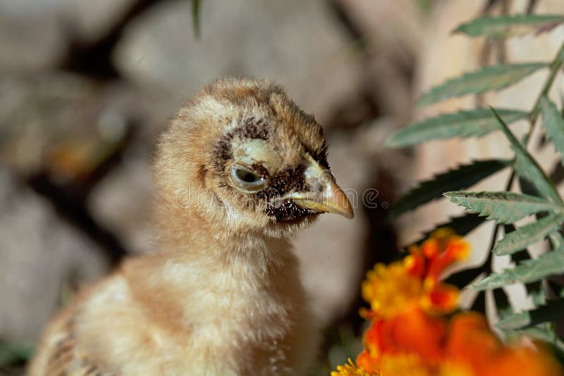 Chicken with a Sticktight Flea Infestation Stock Photo - Image of farm ...