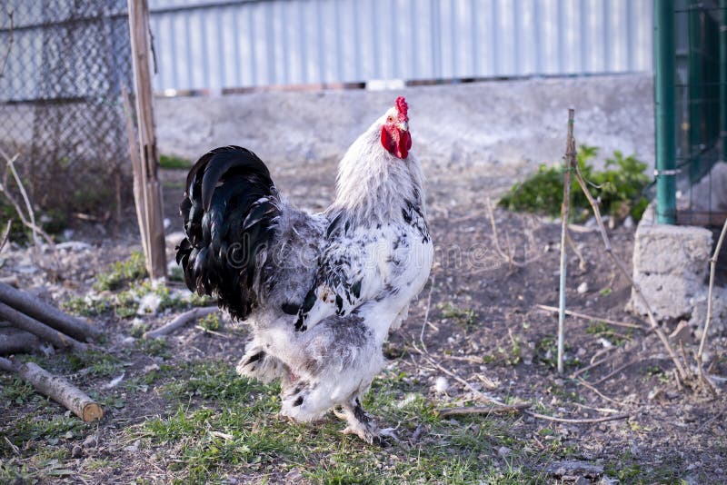 Chicken on the Street. Rooster. Poultry Farm. Chicken on the Street ...