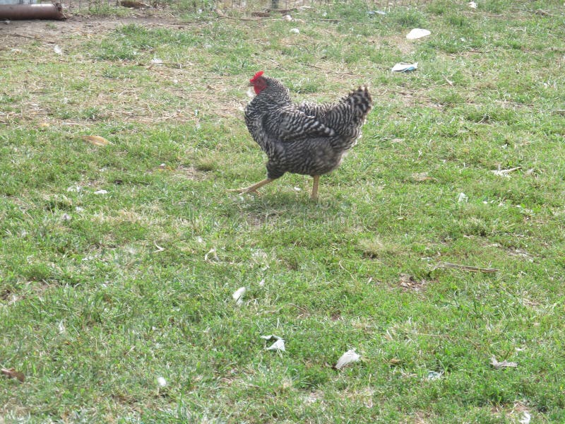 Chicken Strut stock photo. Image of beak, rooster, showing - 230683782