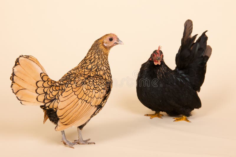 Chicken in Studio on Cream Background Stock Photo - Image of japanese ...