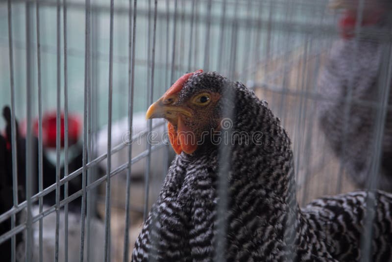 Chicken with Suspicious Look Stock Image - Image of black, suspicious ...