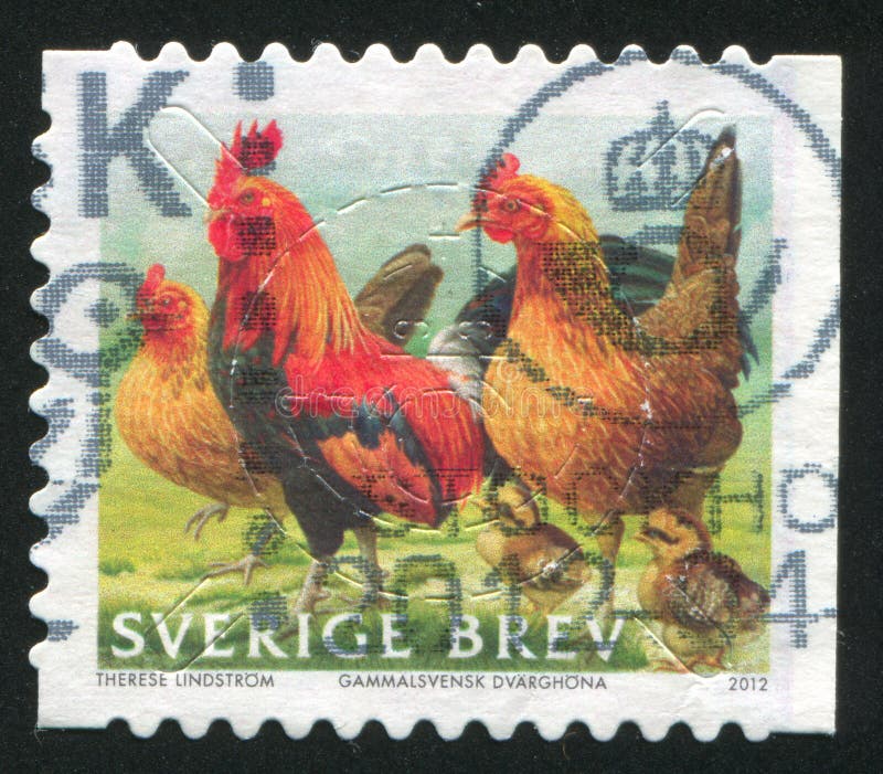 Chicken editorial stock photo. Image of beak, domestic - 363280023