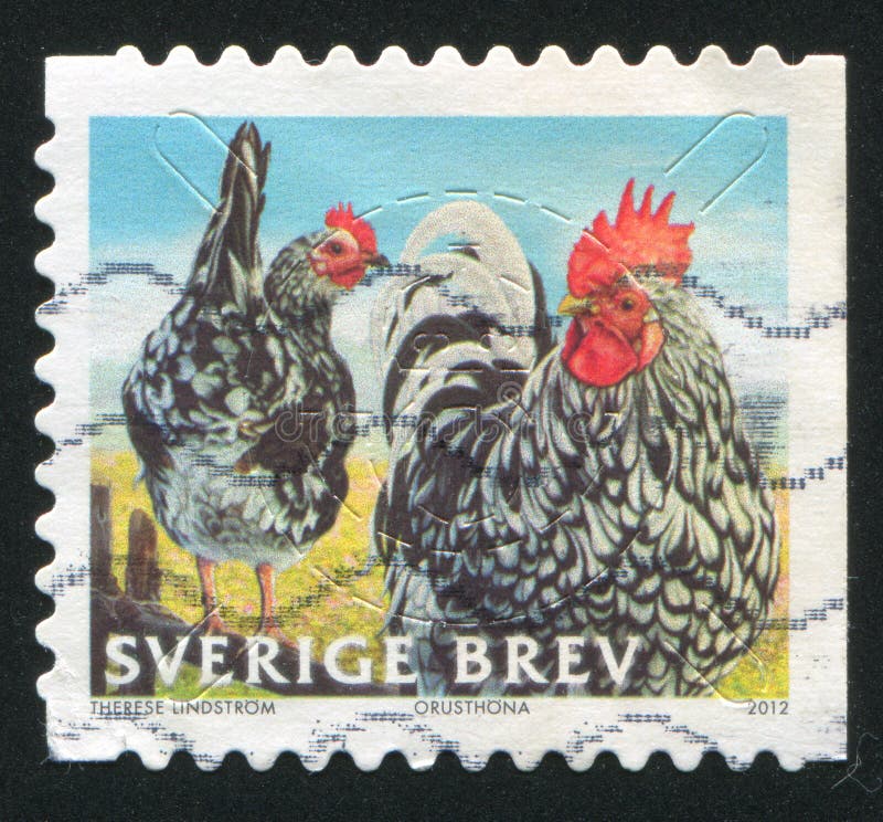 Chicken editorial stock image. Image of message, fence - 363280039