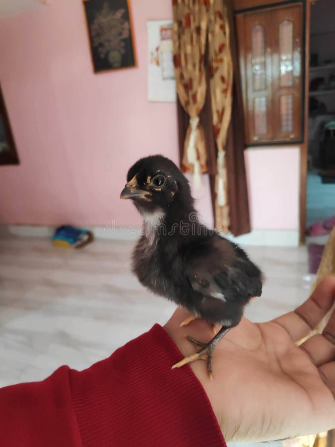 A Chicken Talking To His Owner Stock Image - Image of farm, hand: 168364795