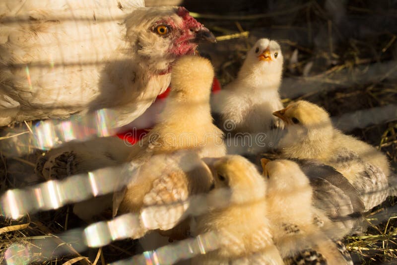 Chicken and Its Chicks Drink Water Stock Photo - Image of drink ...