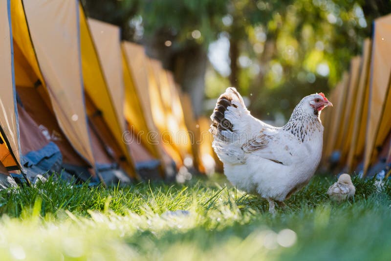 Chicken Tents Stock Photos - Free & Royalty-Free Stock Photos from ...