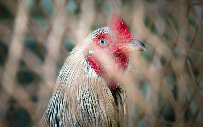 Battle Chickens Stock Photos - Free & Royalty-Free Stock Photos from ...