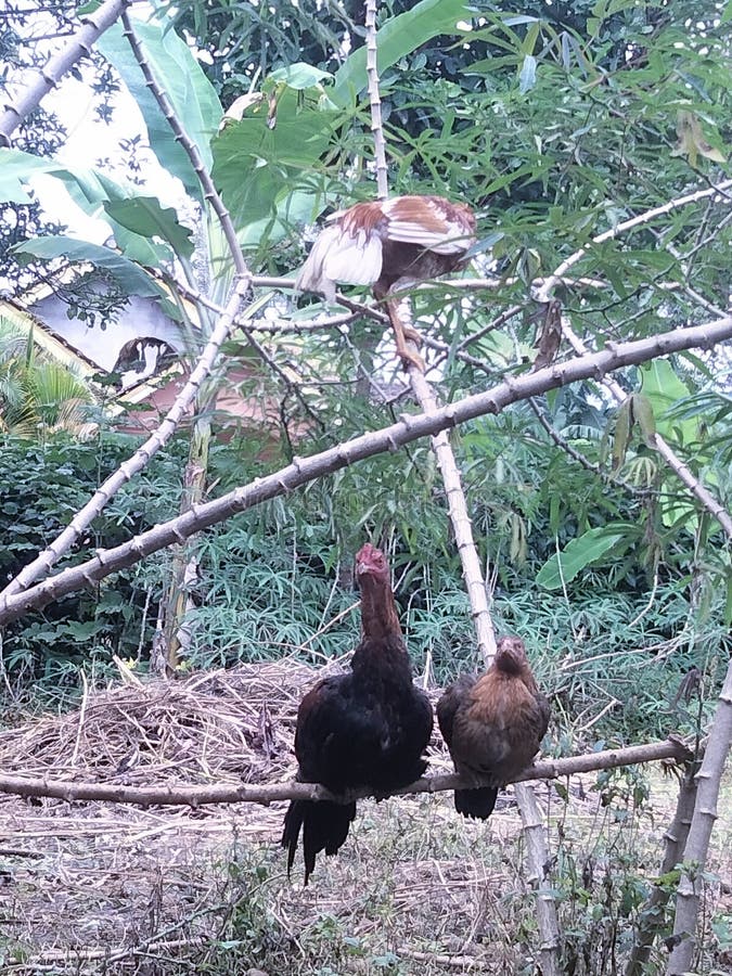 Chicken Three Perch Cassava Tree Stock Image - Image of tree, cassava ...