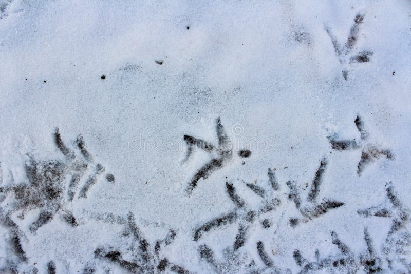 Chicken Tracks Stock Photos - Free & Royalty-Free Stock Photos from ...