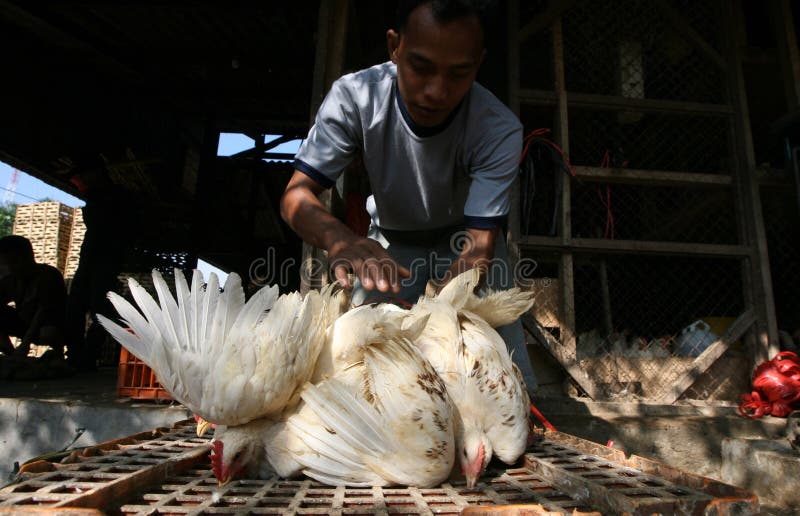 Chicken editorial photography. Image of trader, livestock - 32224802