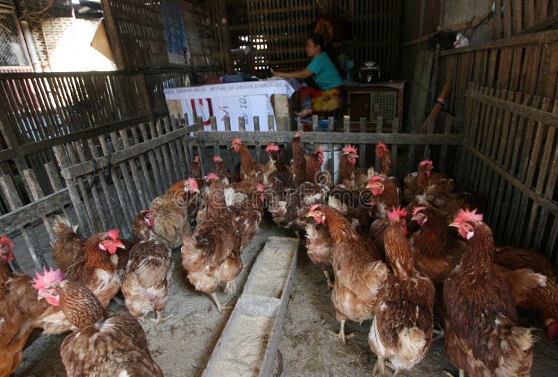 Traditional chicken market editorial stock image. Image of food - 35472364