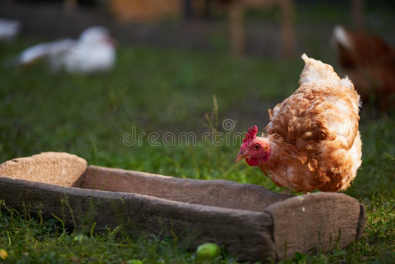 Chicken on Traditional Free Range Poultry Farm Stock Image - Image of ...