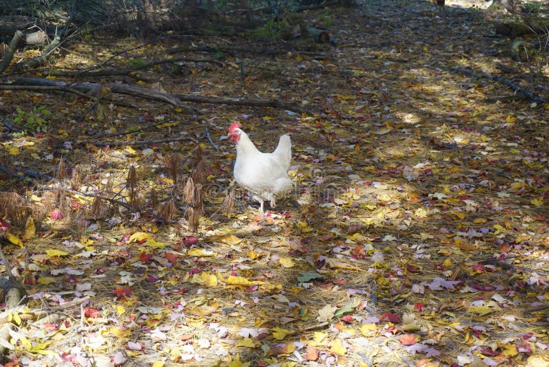 Chicken on a Trail in the Woods in the Fall Stock Image - Image of ...