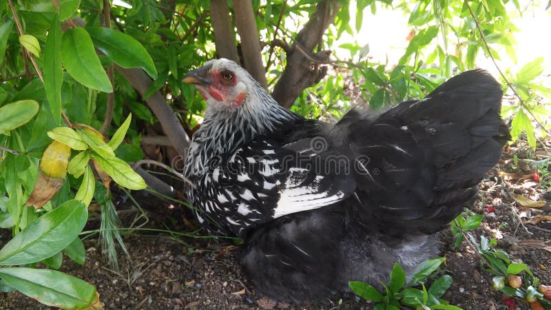 Chicken tree stock photo. Image of laying, tree, life - 94640884