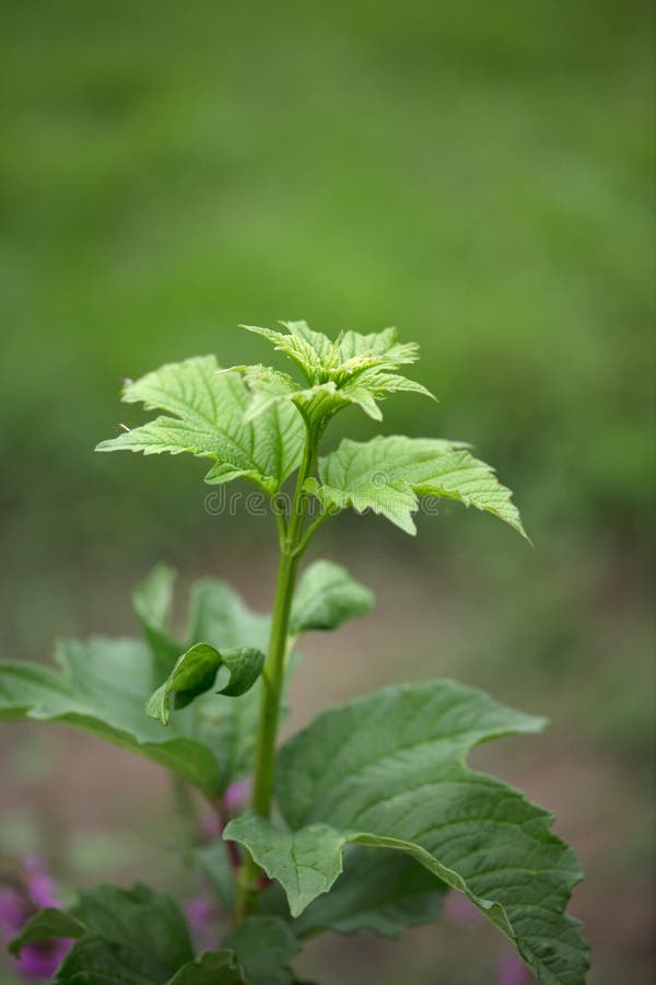 Chicken Tree Strip Plant Close-up Stock Image - Image of park, growth ...