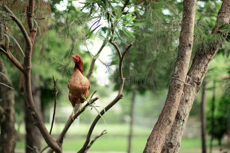 Chicken on a tree stock image. Image of greenery, brown - 50383949
